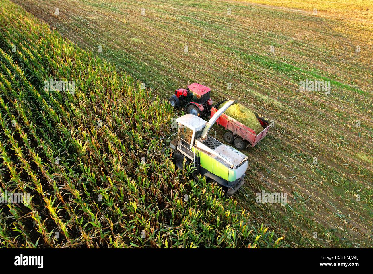 Maize Harvesting with Forage harvester in field, aerial view. Cutting ...