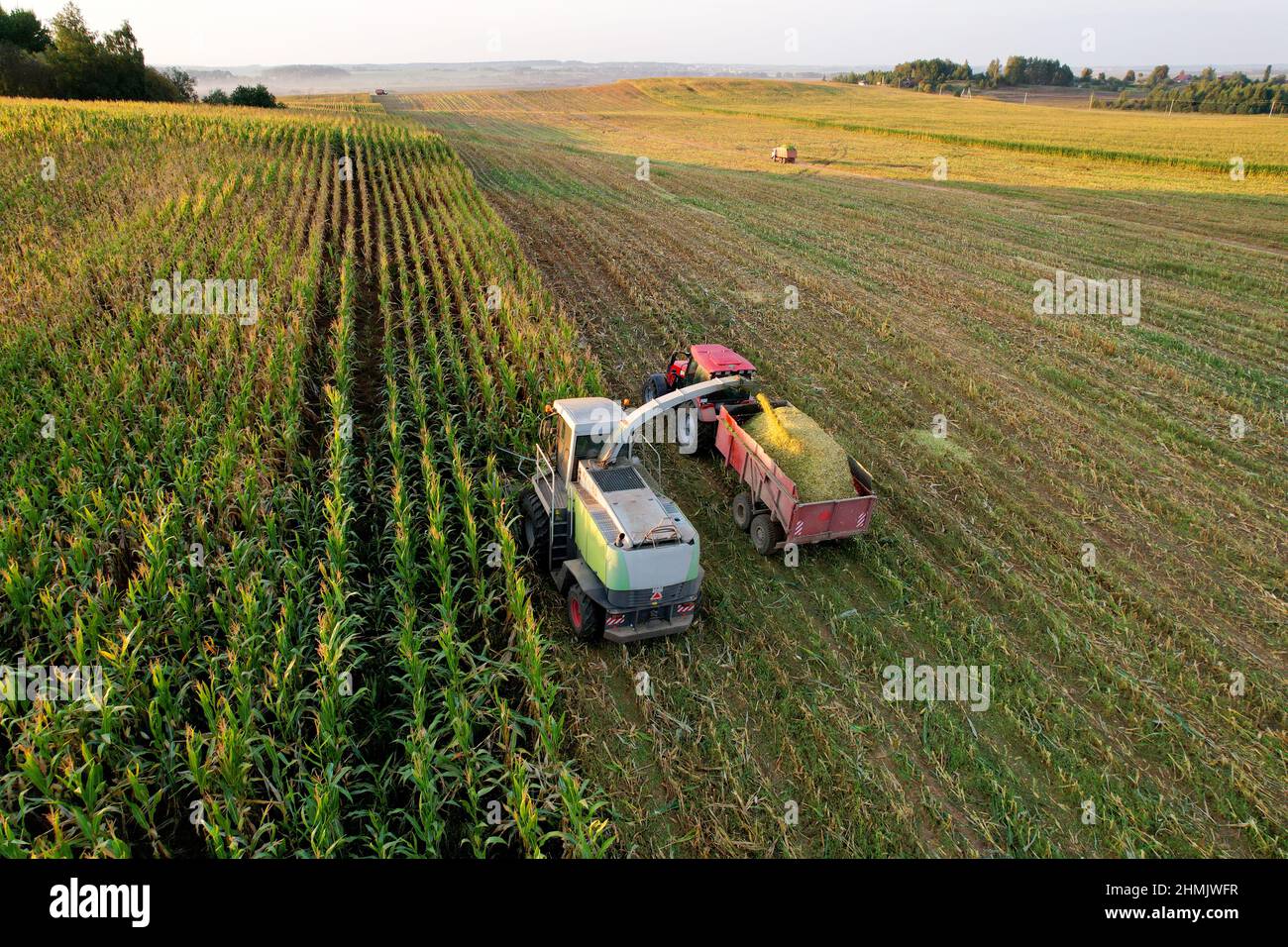 Maize Harvesting with Forage harvester in field, aerial view. Cutting ...