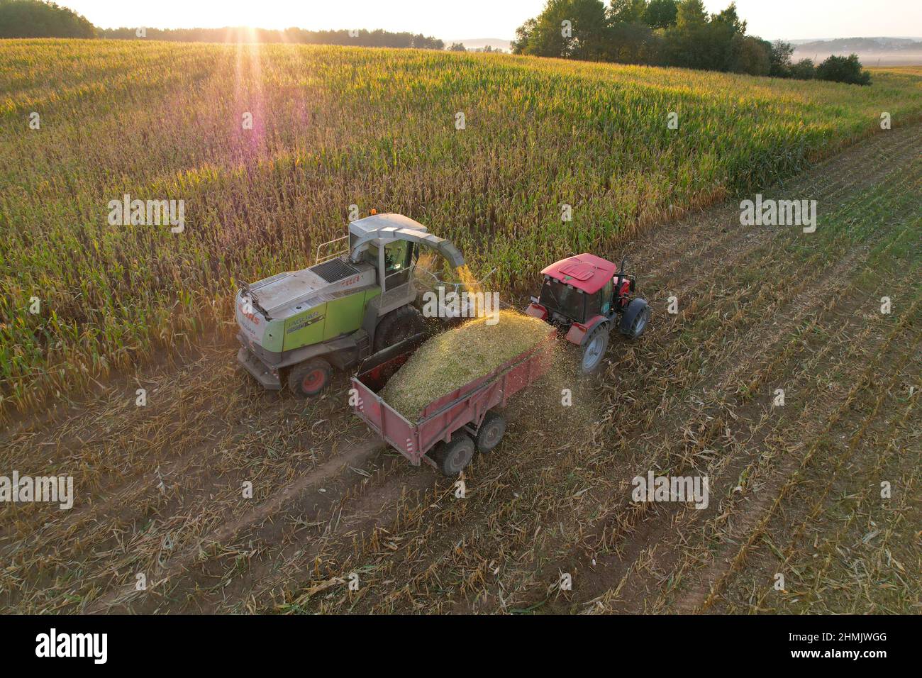 Maize Harvesting with Forage harvester in field, aerial view. Cutting ...