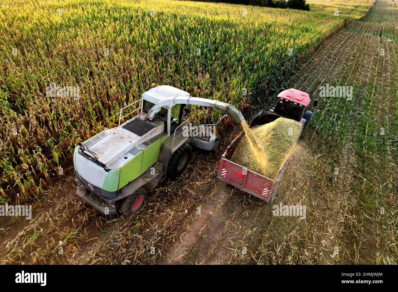 Maize Harvesting with Forage harvester in field, aerial view. Cutting ...