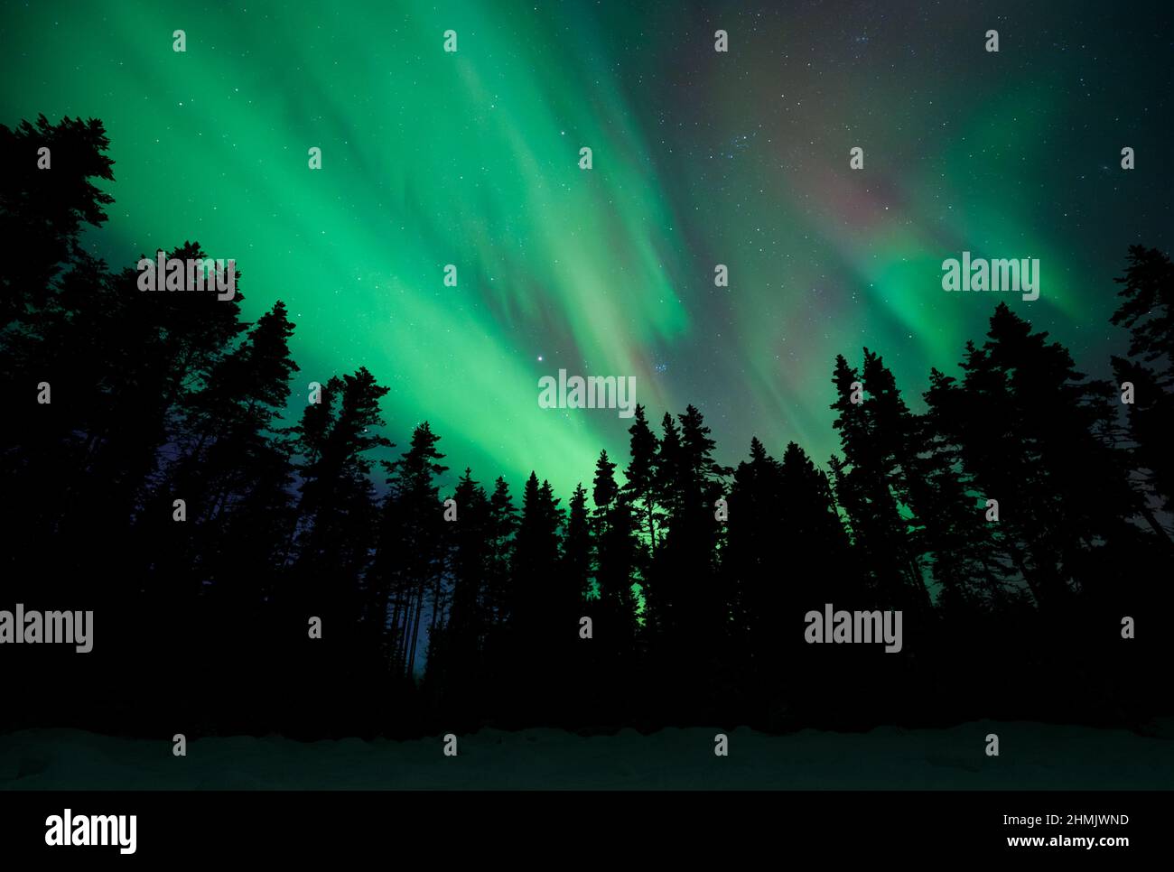 Aurora Borealis Northern Lights Above Boreal Forest Snowy Winter