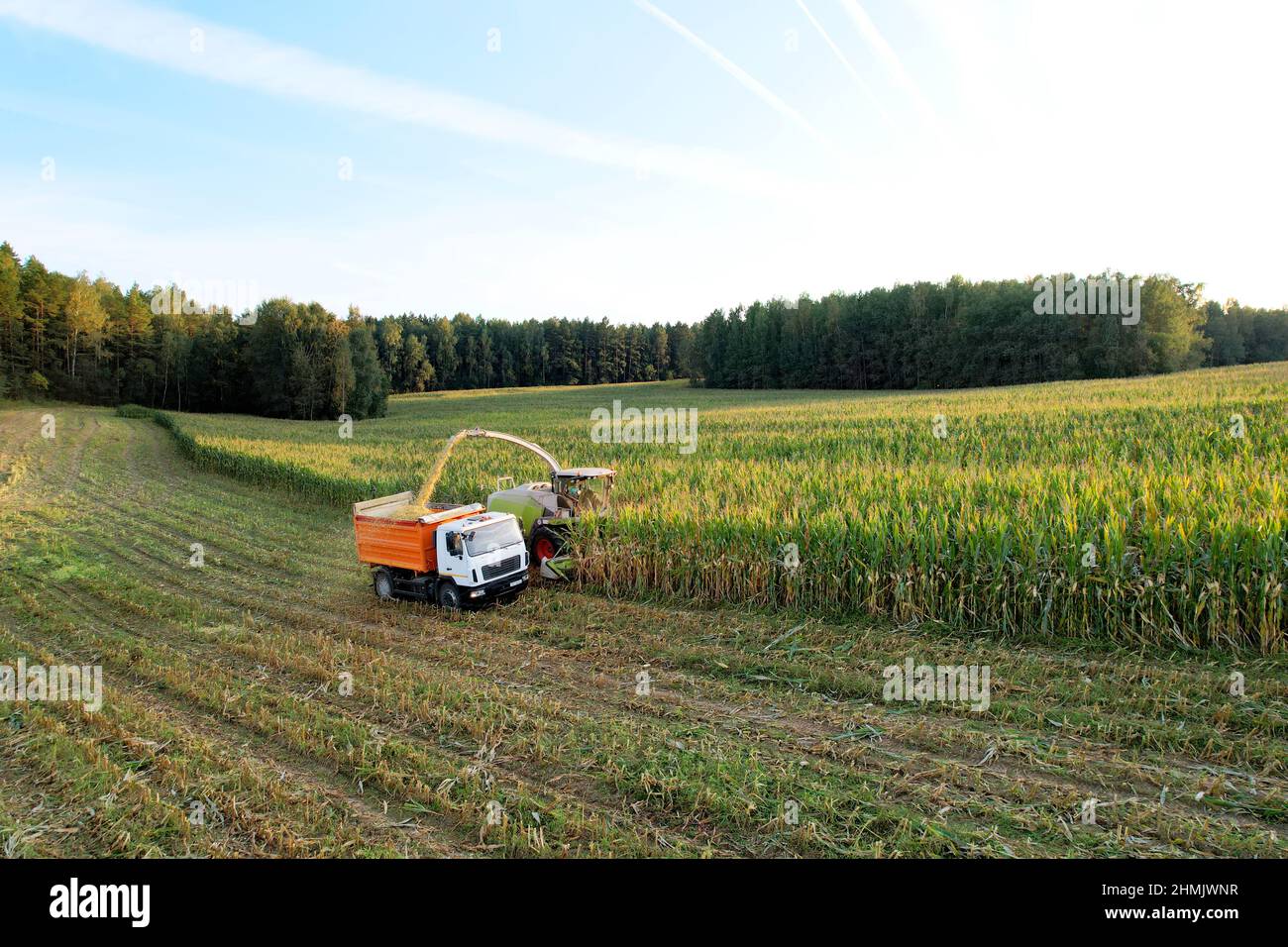 Maize Harvesting with Forage harvester in field, aerial view. Cutting ...