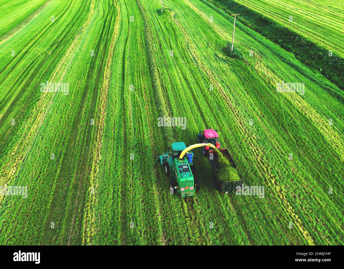 Cutting grass silage at field. Forage harvester on grass cutting for ...