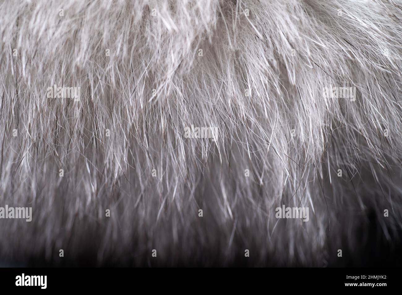 White animal fur texture hi-res stock photography and images - Alamy