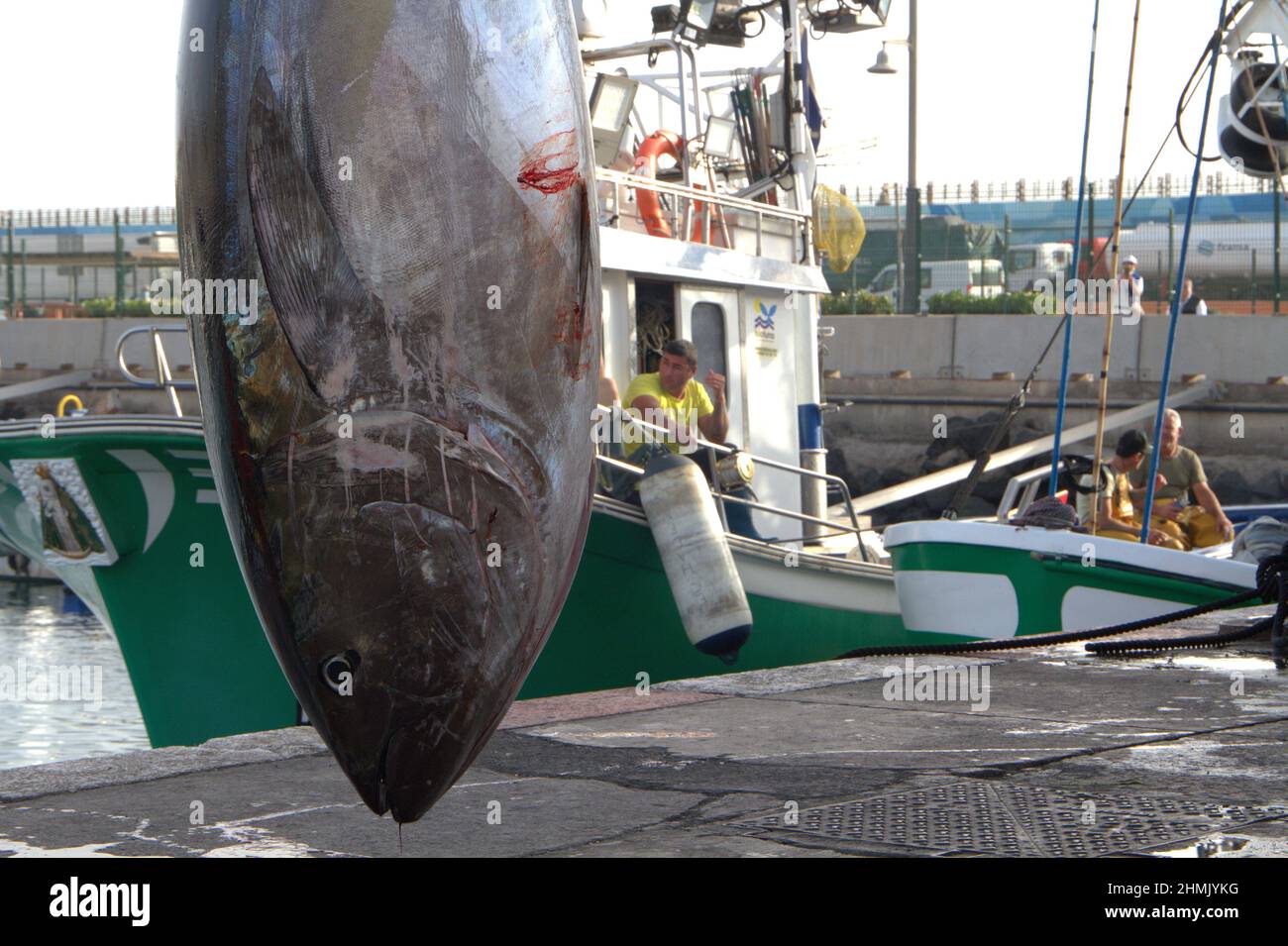 (2/7/2022) The Canary Islands begin fishing for bluefin tuna. 249 ...