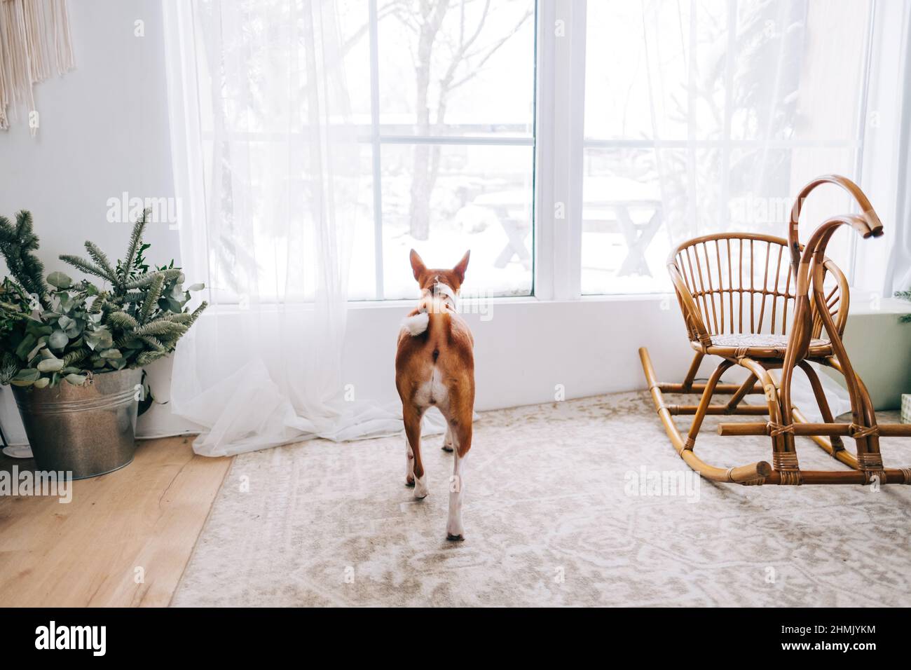 Funny dog near big window, looking outside Stock Photo - Alamy