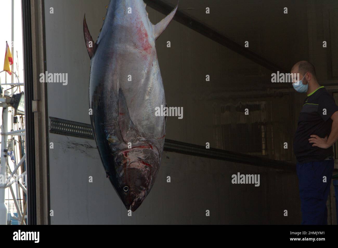 (2/7/2022) The Canary Islands begin fishing for bluefin tuna. 249 ...