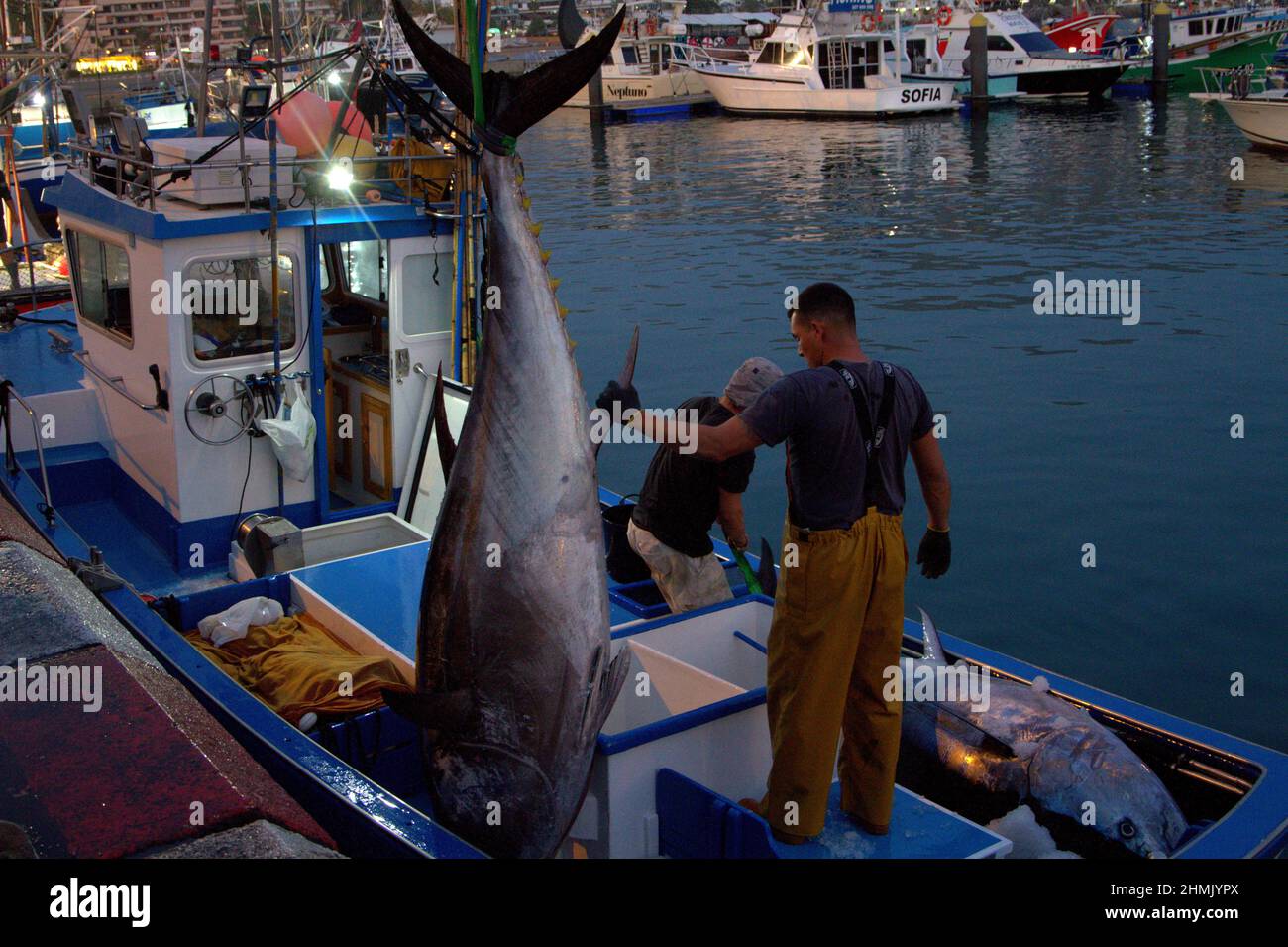 (2/7/2022) The Canary Islands begin fishing for bluefin tuna. 249 ...