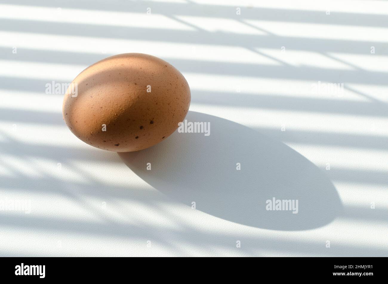 Chicken egg on a white table, a drop shadow from the blinds and from ...