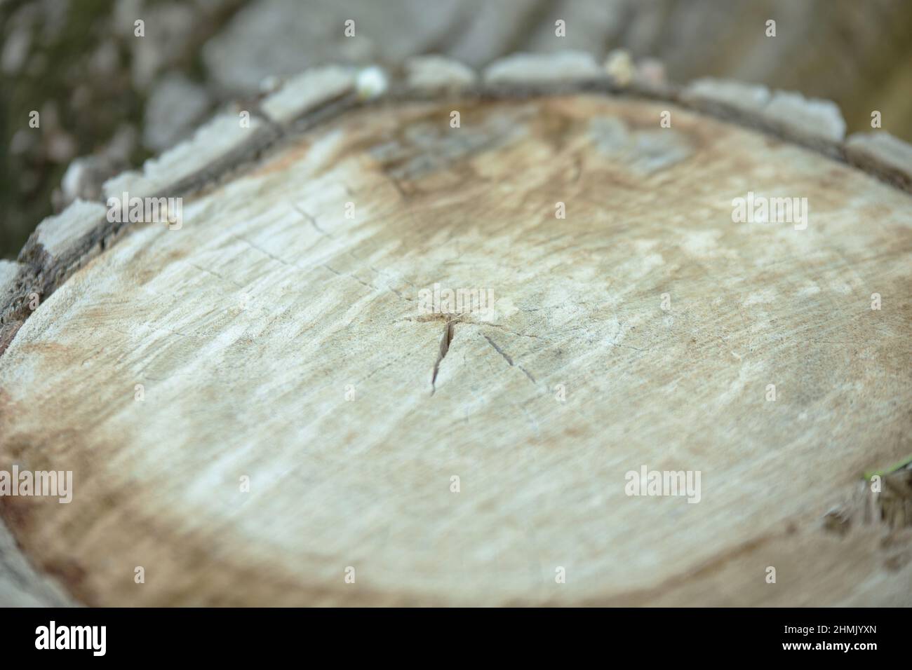 Beautiful tree bark. close up. Whole background Stock Photo - Alamy