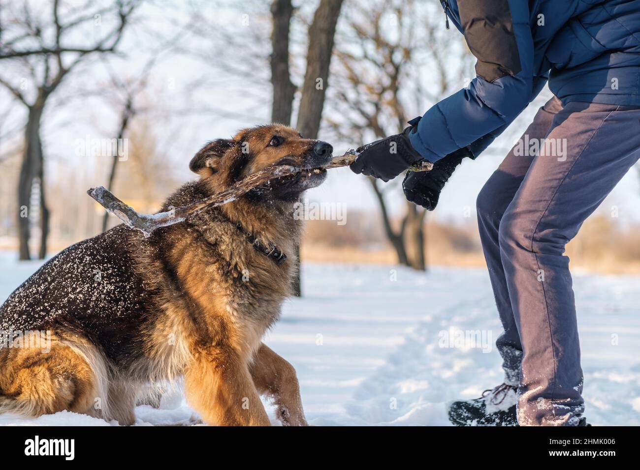 German Shepherd playing with owner Stock Photo - Alamy