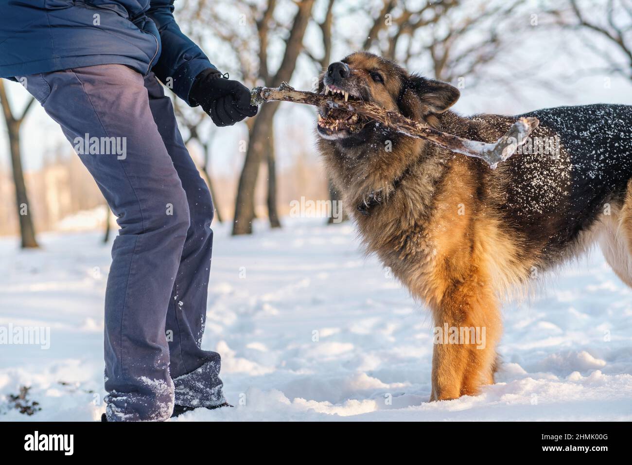 German Shepherd playing with owner Stock Photo - Alamy
