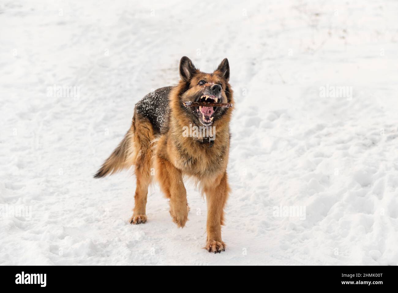 German Shepherd playing in the snow Stock Photo - Alamy