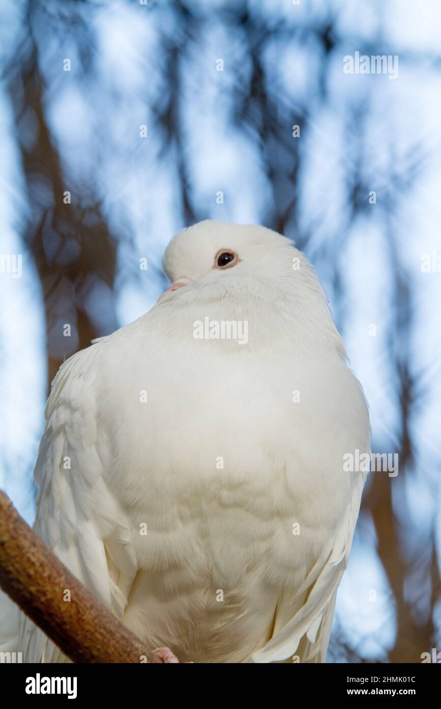 Dove against green background hi-res stock photography and images - Alamy