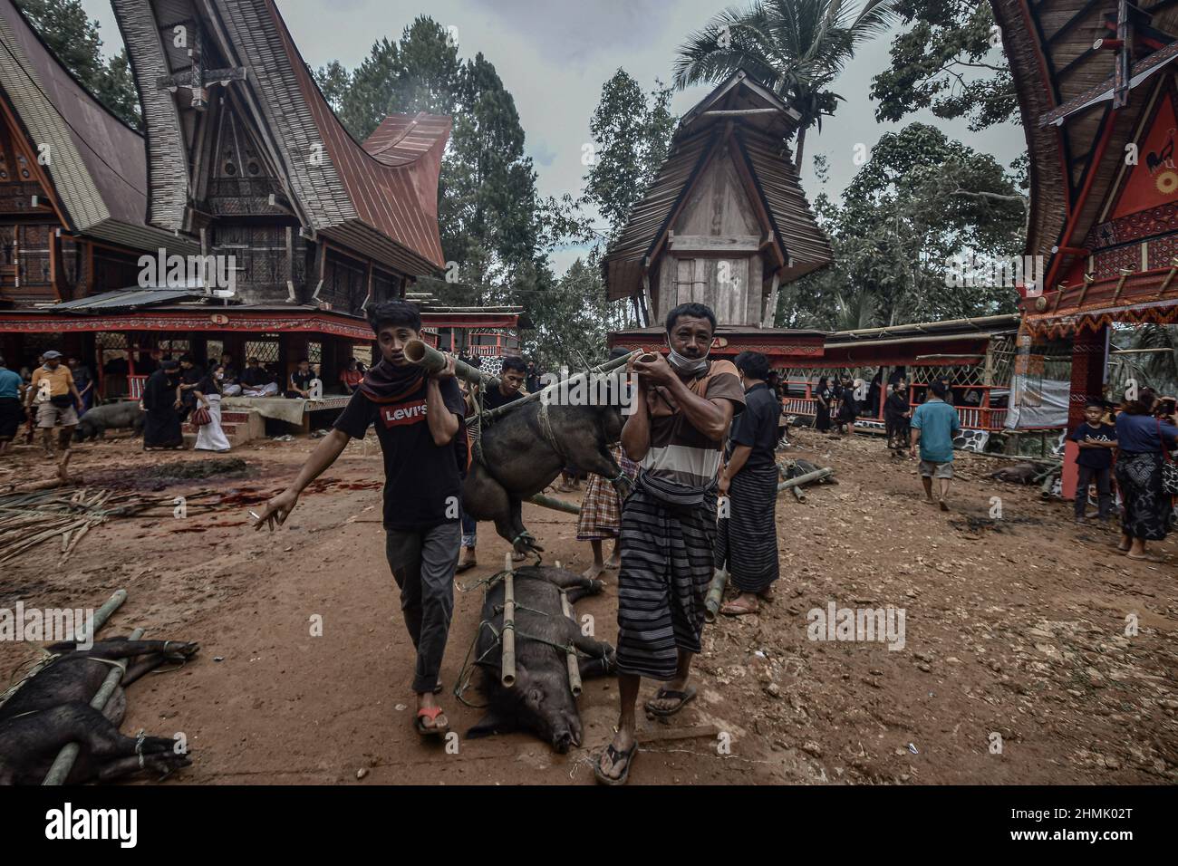 Toraja people carry pigs and buffalo during the Rambu Solo funeral ...