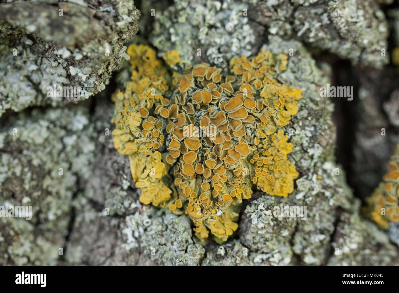 Rock with fungus hi-res stock photography and images - Alamy