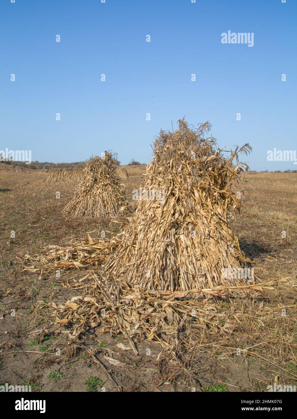 Haystack several on autumn field. Whole background Stock Photo - Alamy