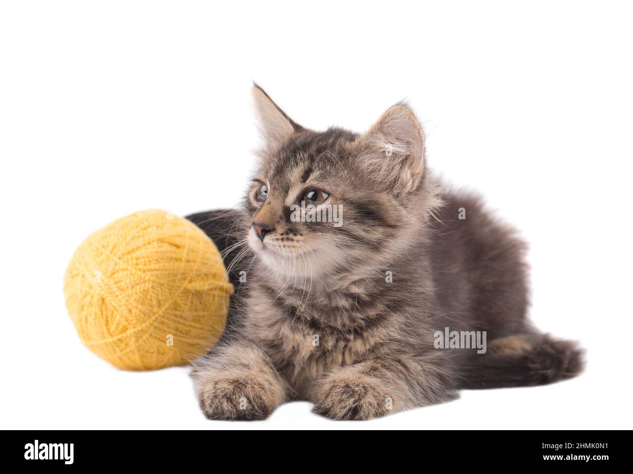 Little kitten with yellow ball of wool. Isolated on a white background ...