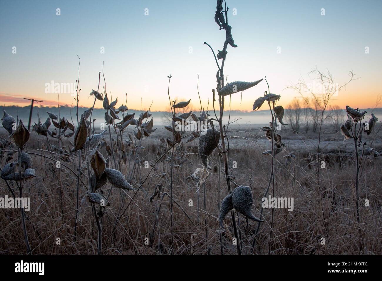 Dry grass in a field at sunset. Nature Stock Photo - Alamy