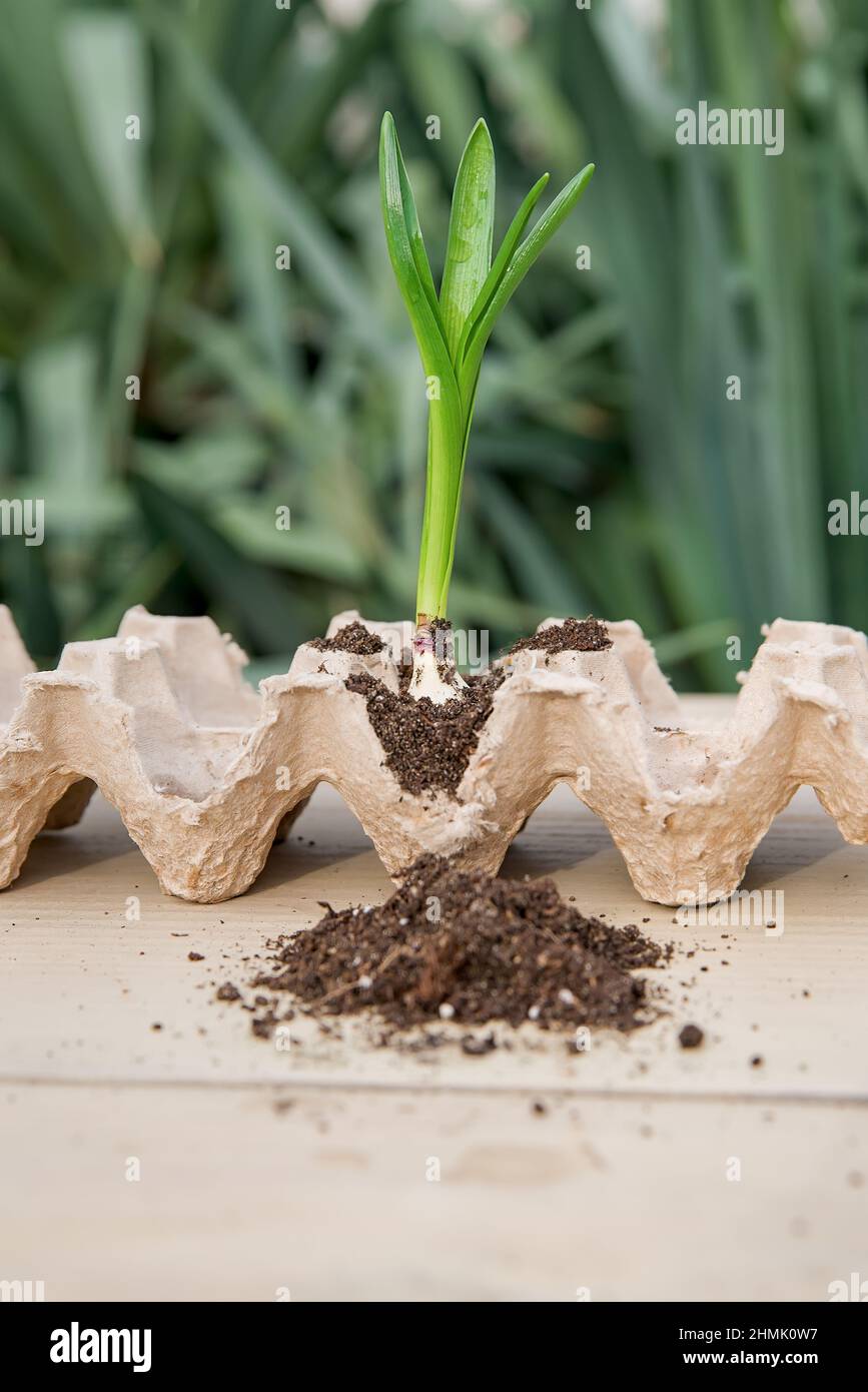 Seed germination at home. sprouted. Growing sprouts. Concept green ...