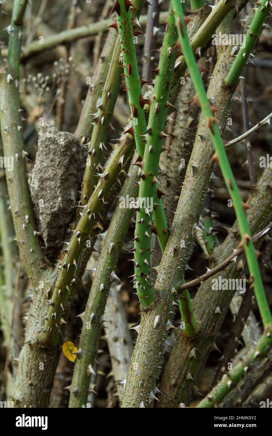 Whole rose plant hi-res stock photography and images - Alamy