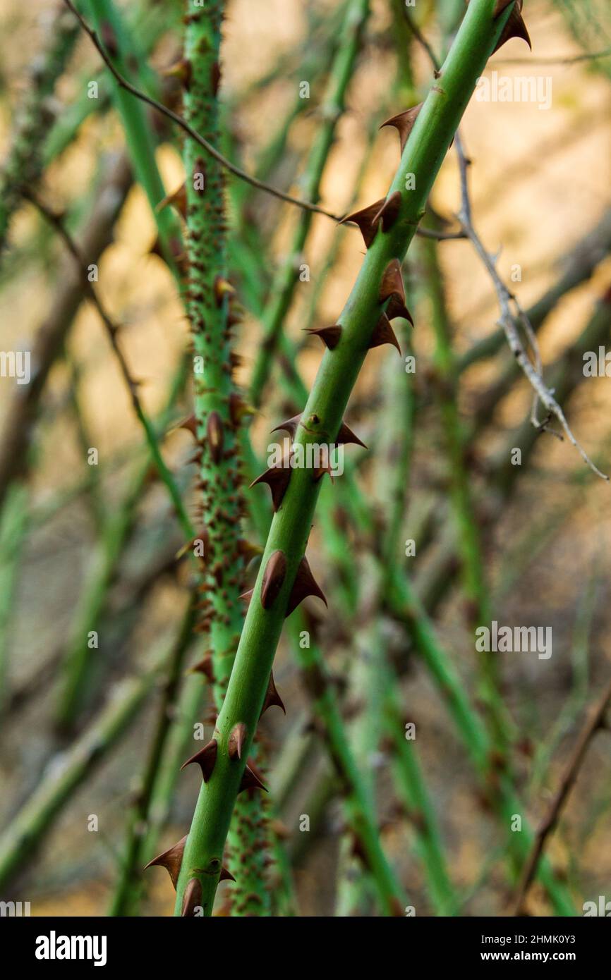 Close up of thorns of rose. Macro. Whole background Stock Photo - Alamy