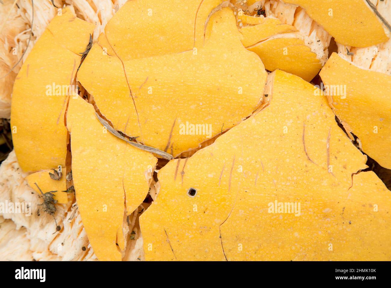 Smashed yellow squash with meat. Whole background Stock Photo - Alamy