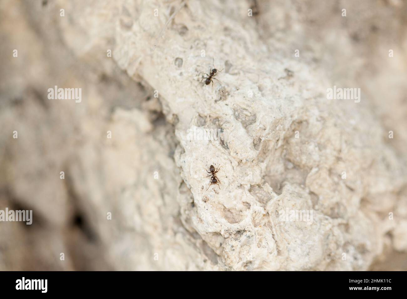 Mineral ant hi-res stock photography and images - Alamy