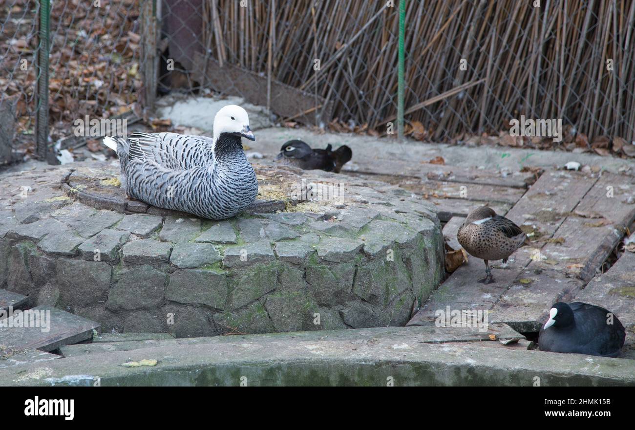 Swimming wild female several ducks. Whole background Stock Photo - Alamy