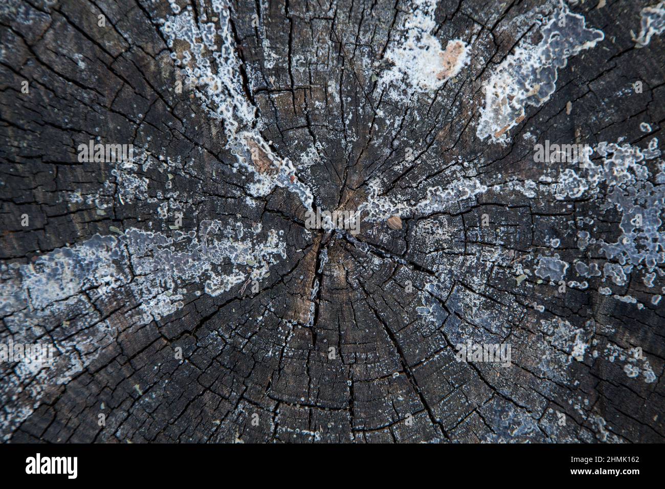 Beautiful tree bark. close up. Whole background Stock Photo - Alamy