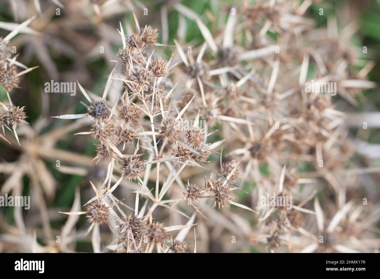 Thorny bushes, flower with thorns. Whole background Stock Photo - Alamy