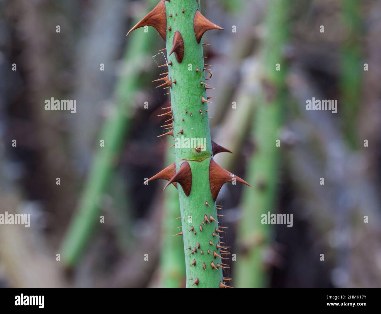 Thorns of rose close up. Macro. Whole background Stock Photo - Alamy
