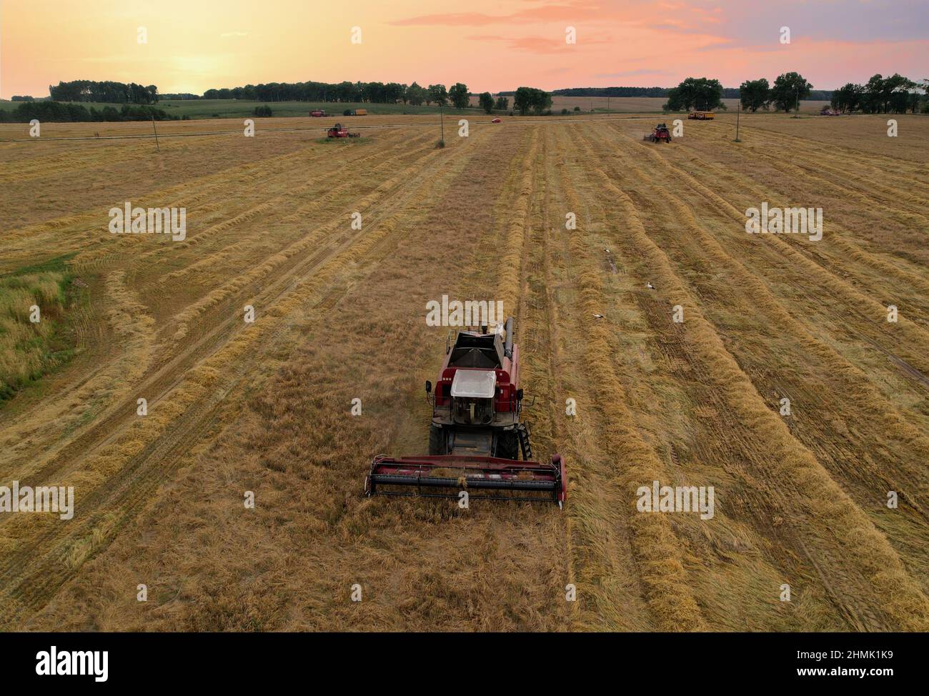 Combine harvester on harvesting oilseed rape in field. Aerial view of ...