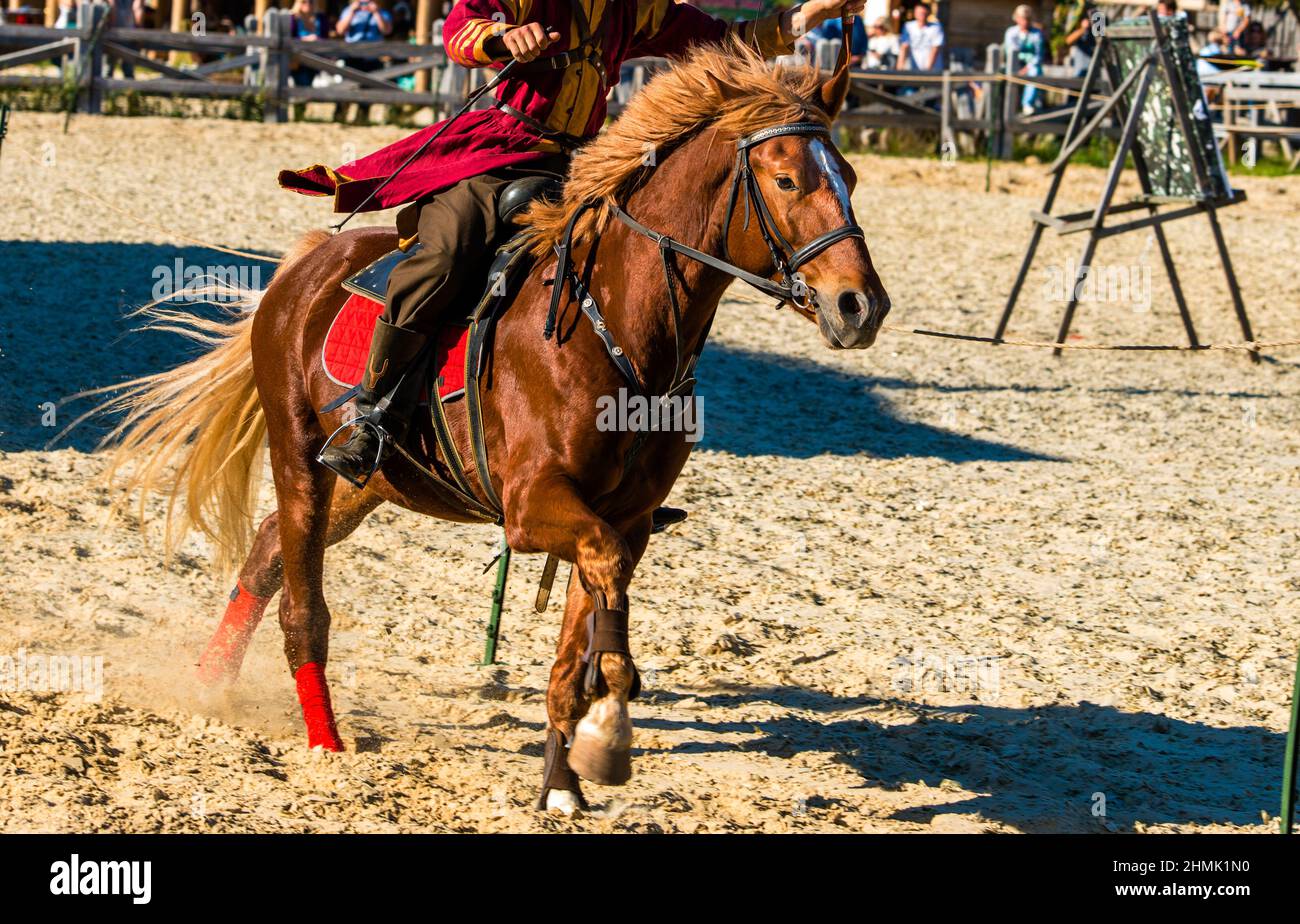 Horse chestnut racing. The chestnut horse is on the show Stock Photo ...
