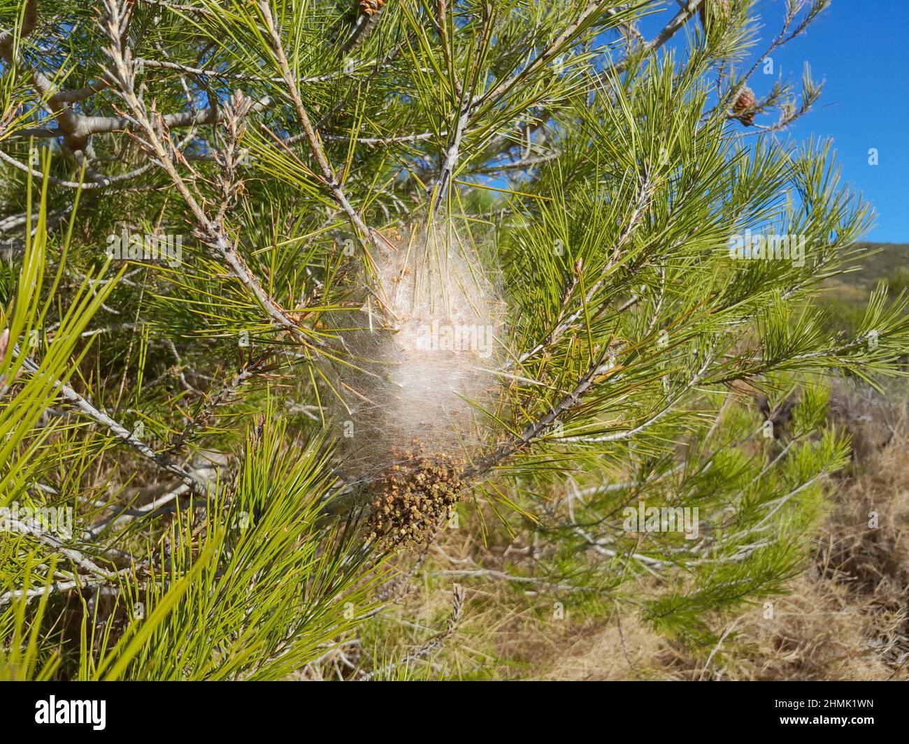 Pine processionary, Thaumetopoea pityocampa, use silk to create their ...