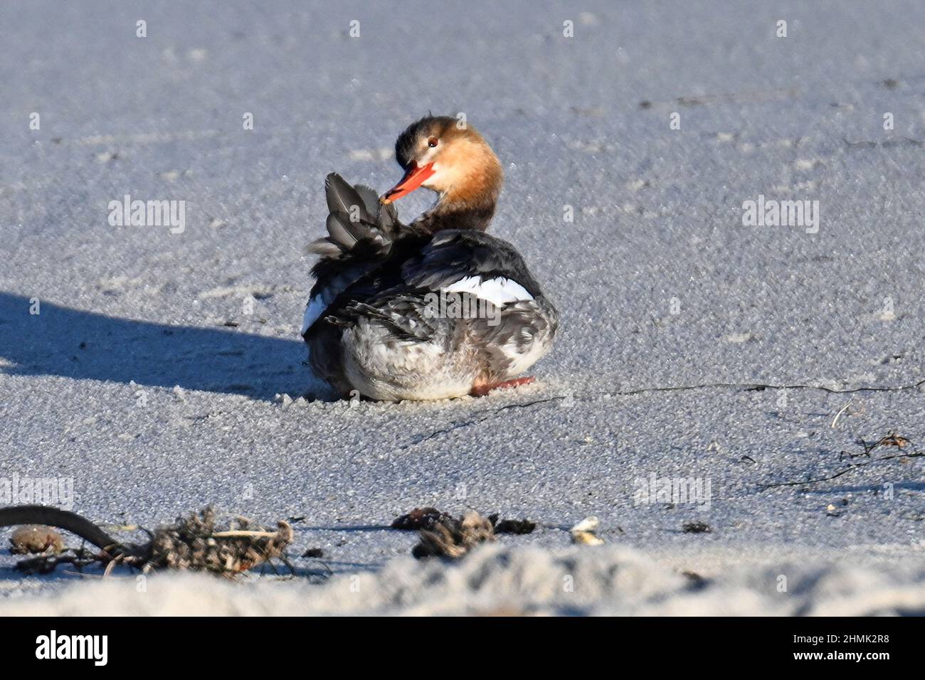 Pacific Grove, California, USA. 10th Feb, 2022. Red-breasted merganser ...