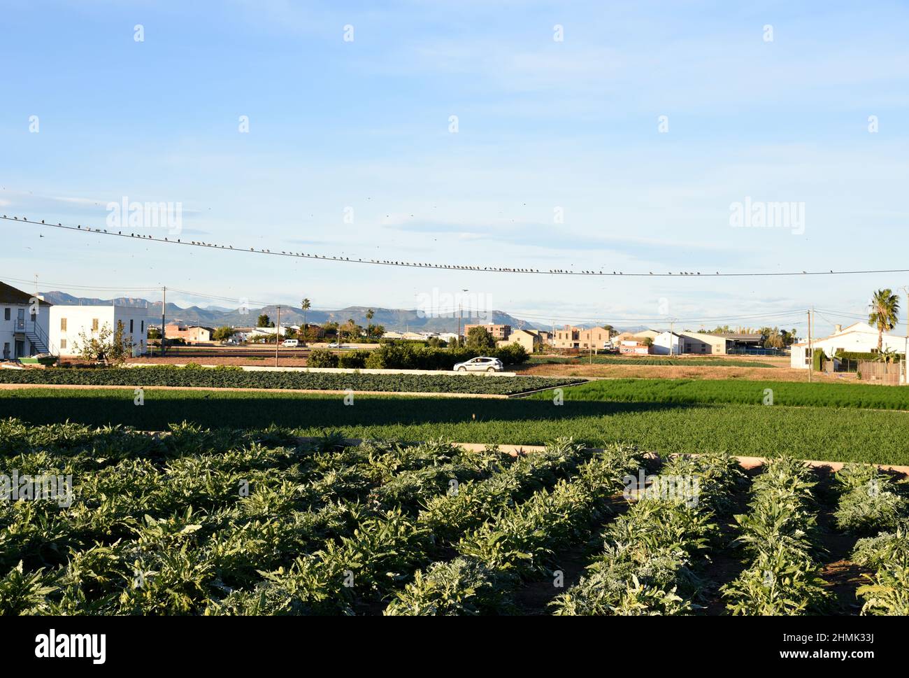 Agricultural plants growing on a farm field with fertile soil near ...