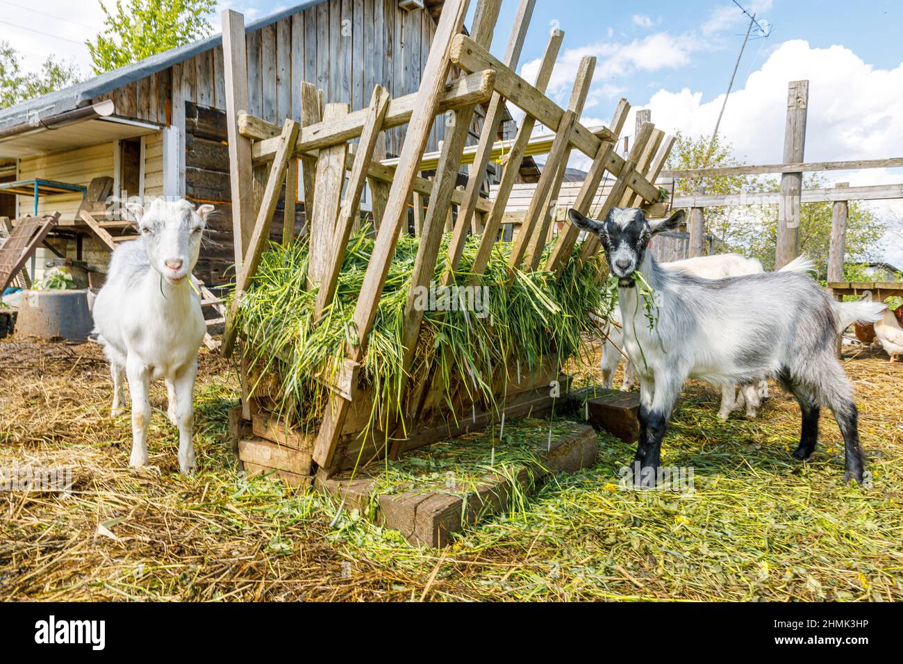 Modern animal livestock. Cute goat relaxing in yard on farm in summer ...