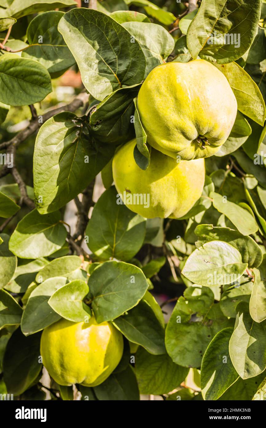 Mature fruits of yellow quince. Bunch of yellow quince fruits growing ...