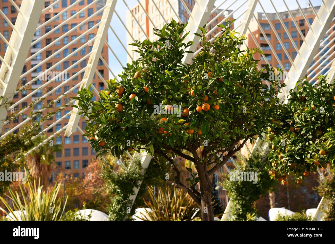 Citrus orange fruit grows on a tree with green leaves in a city garden ...