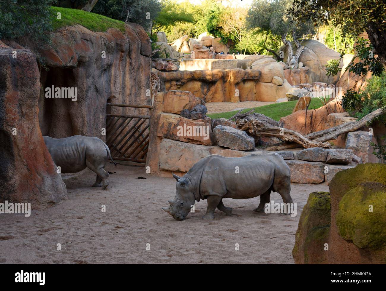 Rhino in natural environment in wild habitats in in Spanish zoo ...
