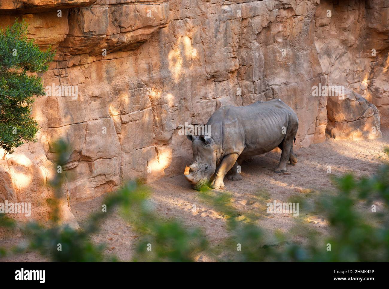 Rhino in natural environment in wild habitats in in Spanish zoo ...