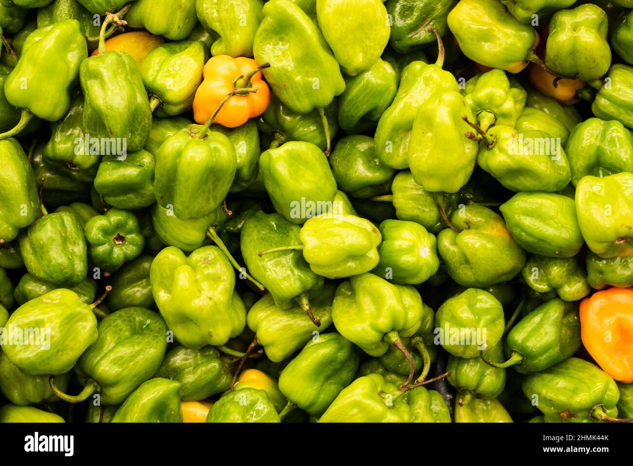 A close-up of tiny green chilies on display for sale to the public ...
