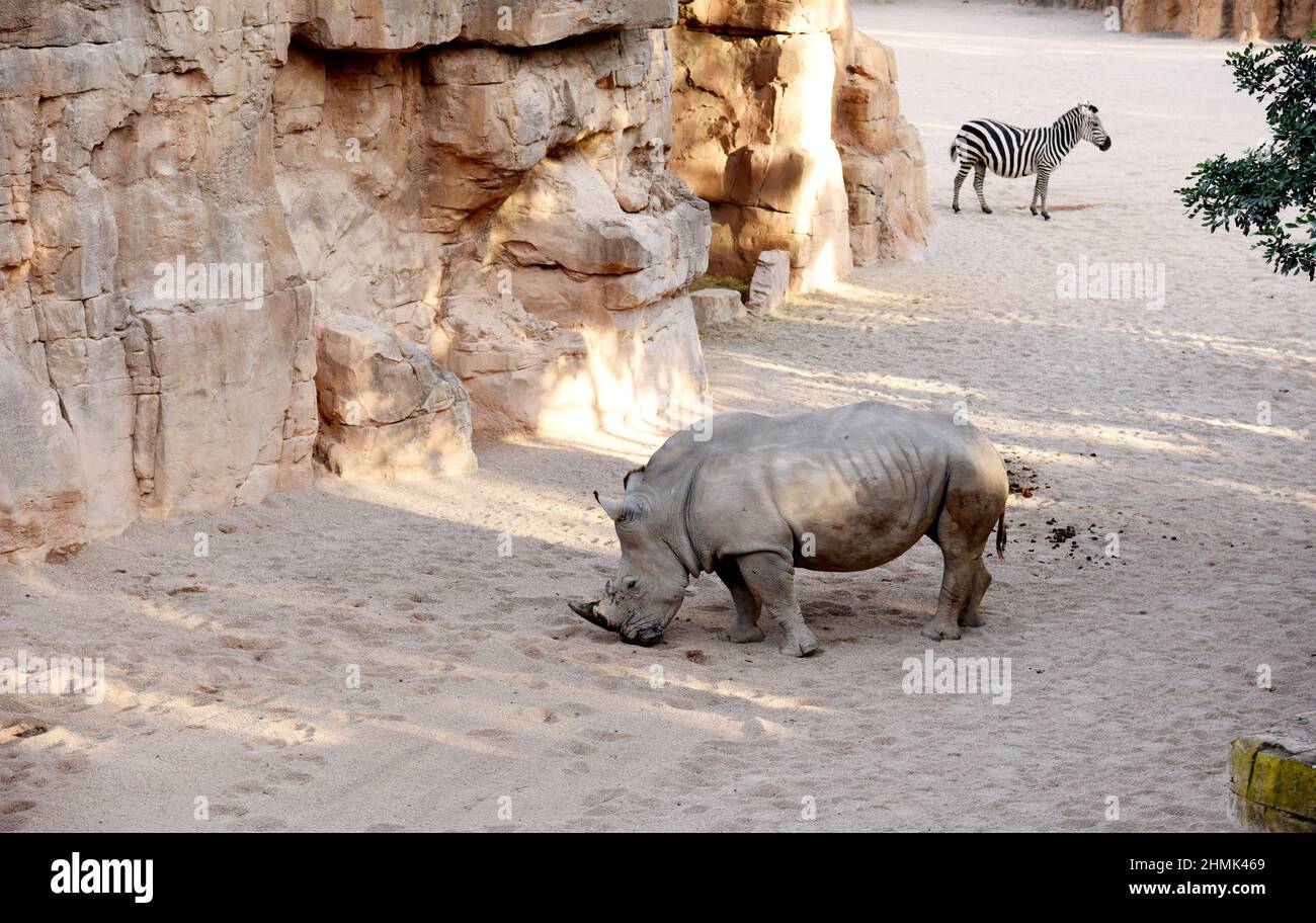Rhino in natural environment in wild habitats in in Spanish zoo ...