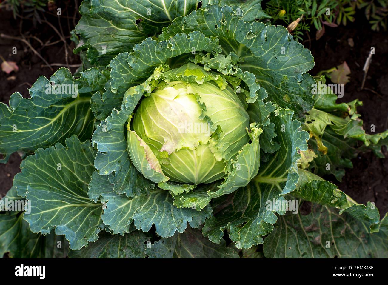 White cabbage in natural conditions in the garden in autumn. Top view ...