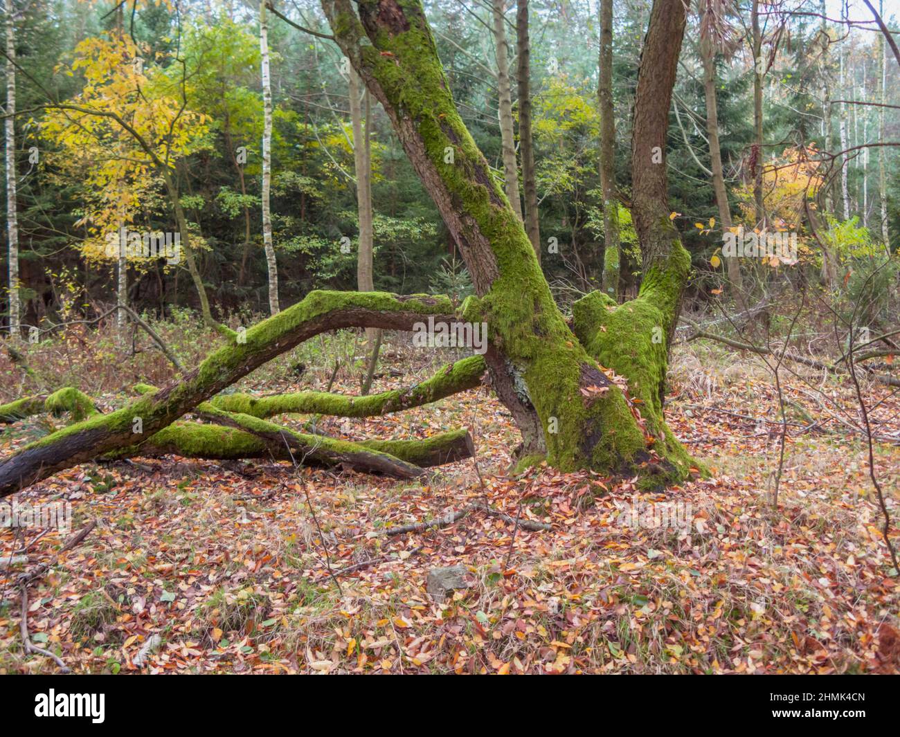 Autumn forest. In the trees, the leaves are yellow and brown in color ...