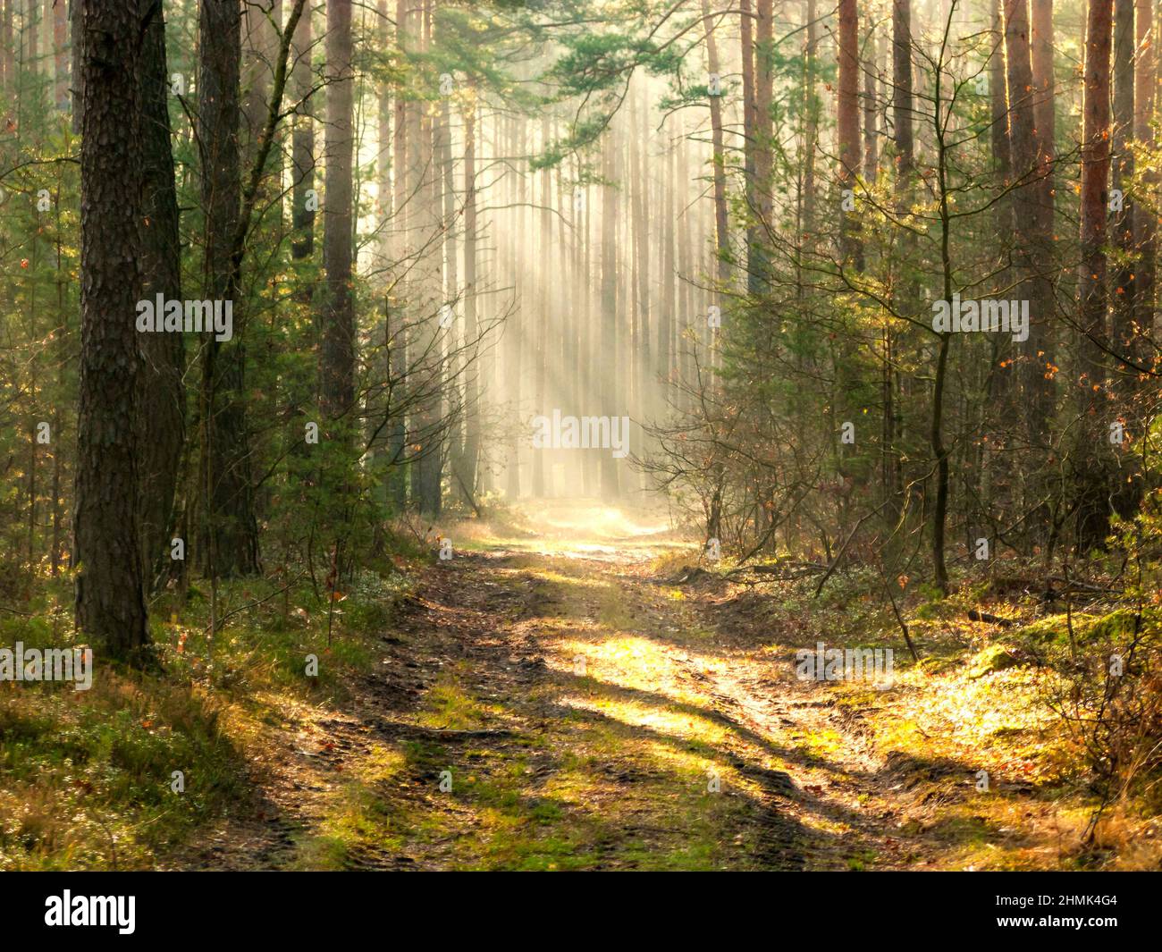 Pine forest on a foggy sunny morning. The sun breaking through the fog ...