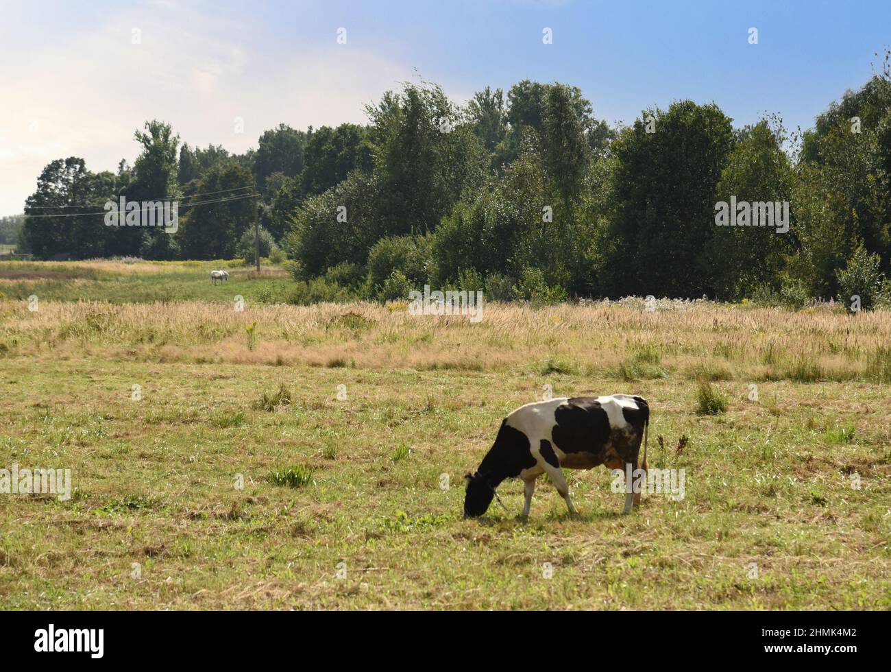 Cow graze on a field with green grass. Farm field where a cows grazes ...