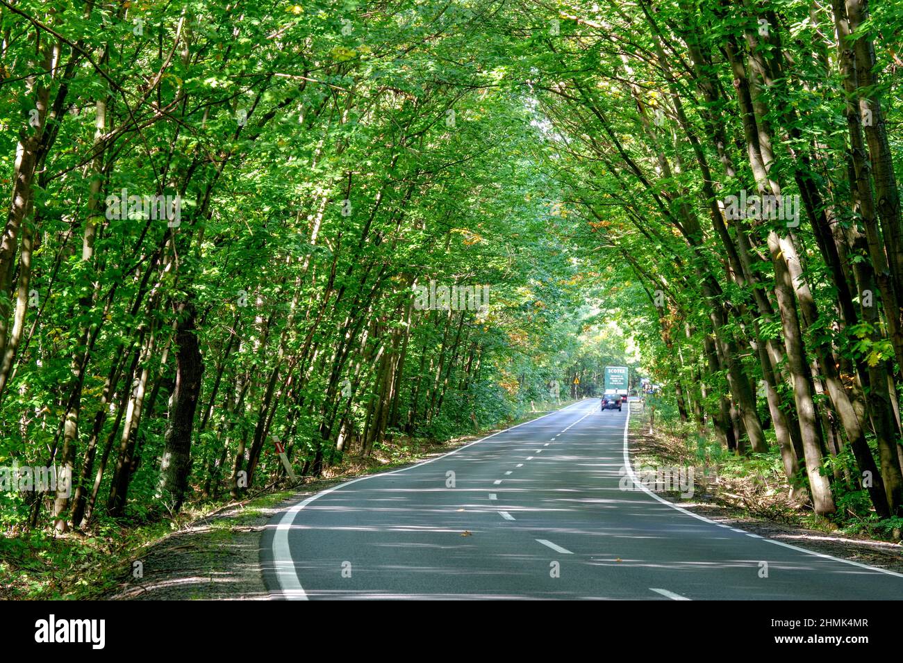 An asphalt road in a deciduous forest, under a canopy of sloping trees ...
