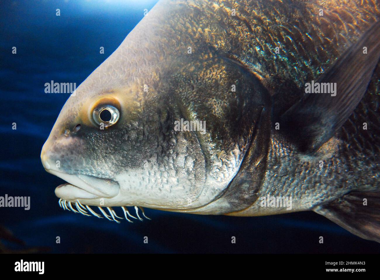 Atlantic sea bass hi-res stock photography and images - Alamy
